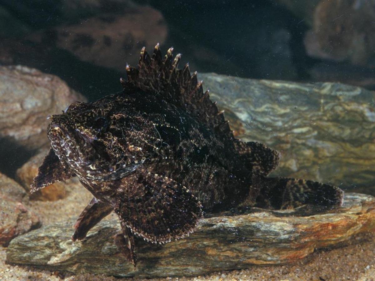 Great Barrier Reef & Rainforest Wildlife | Cairns Aquarium