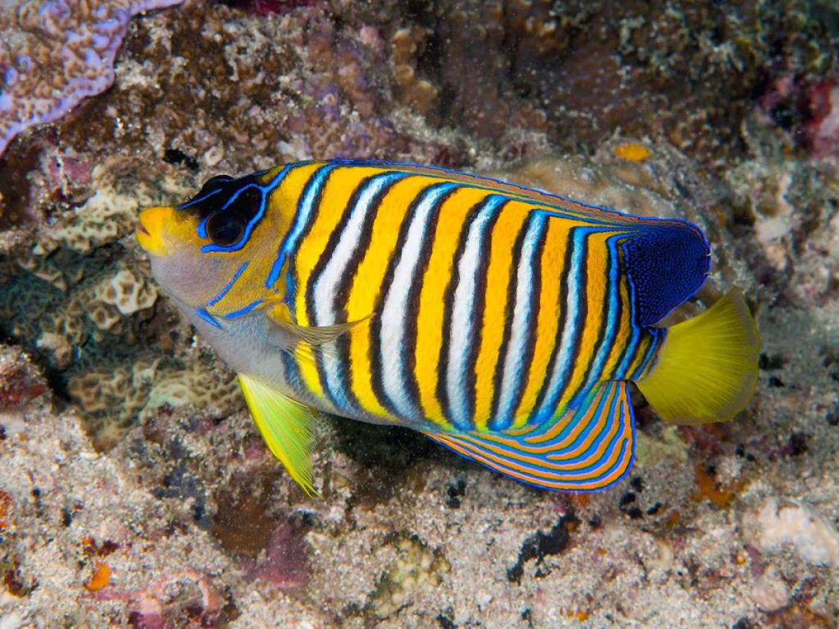 Great Barrier Reef & Rainforest Wildlife | Cairns Aquarium